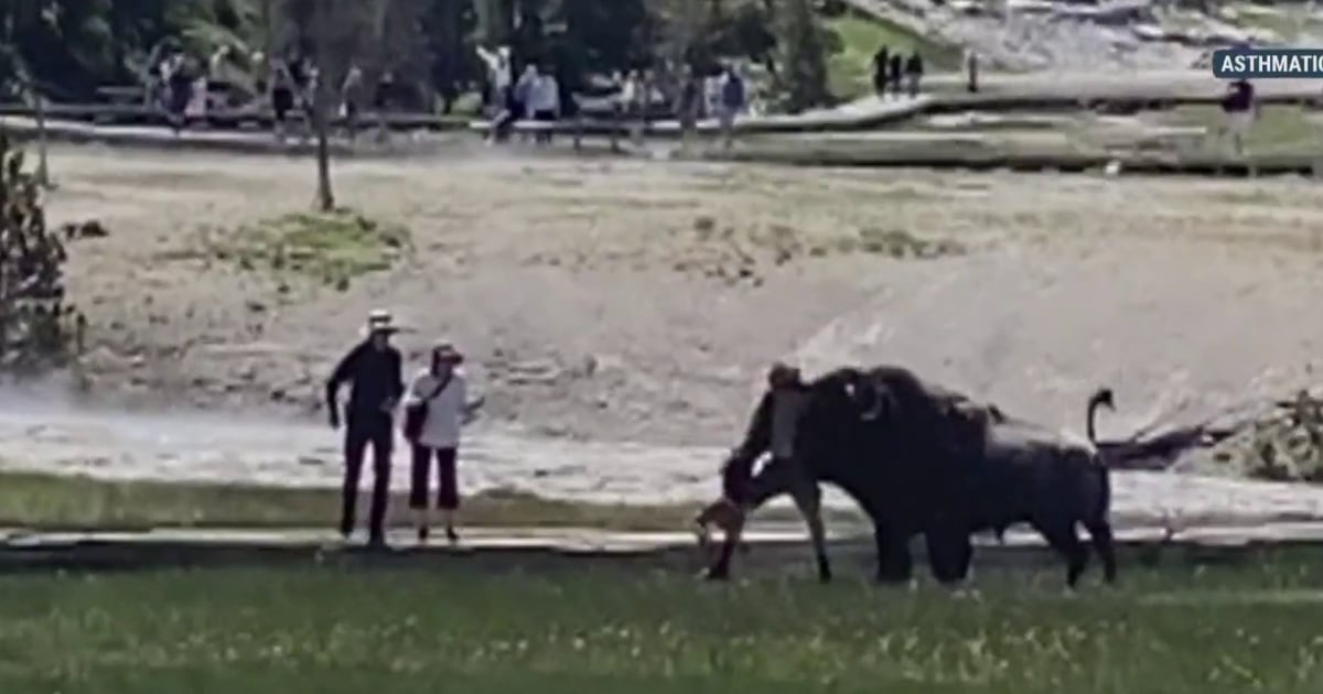 Bison gores Yellowstone National Park visitor