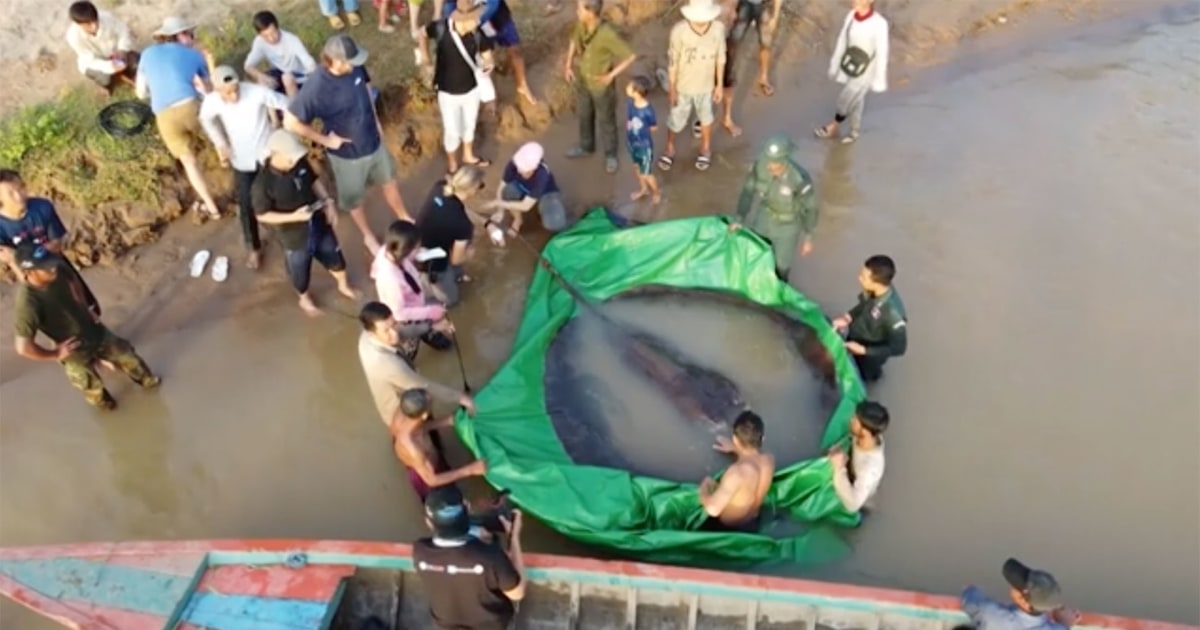 Watch: Largest freshwater fish ever caught in Cambodia