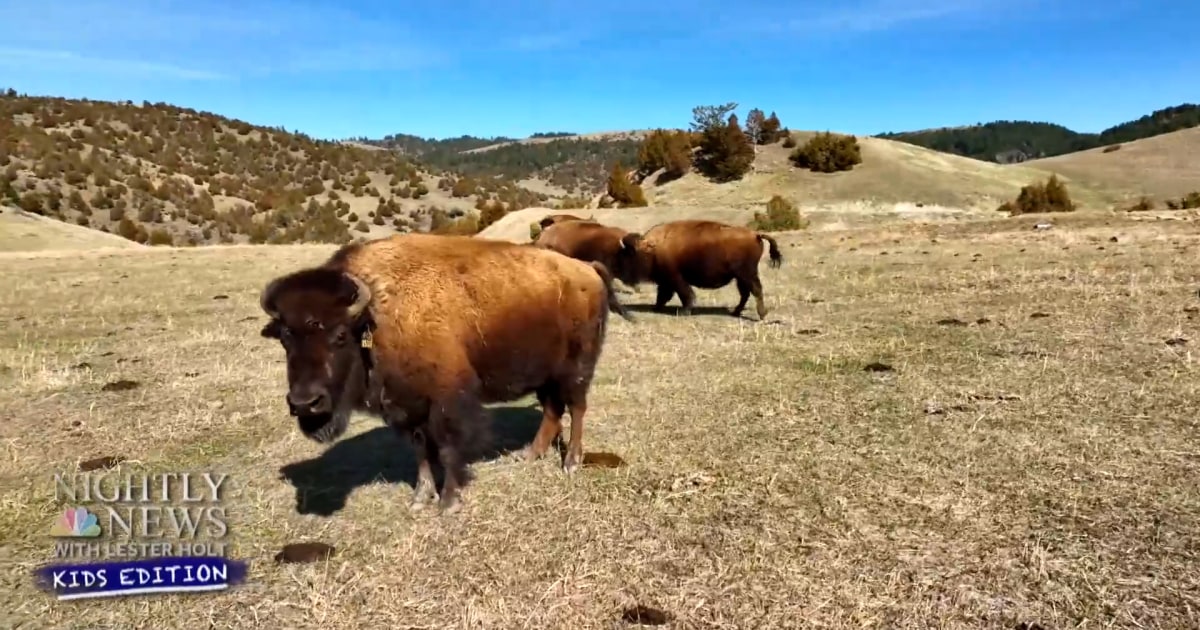 The bison's comeback in the U.S. (Part 1)