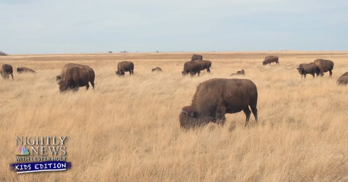The bison's comeback in the U.S. (Part 2)