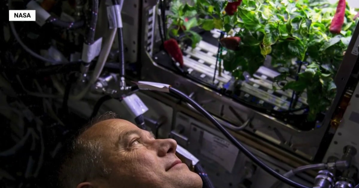 Researchers are working to grow fruits and vegetables in space