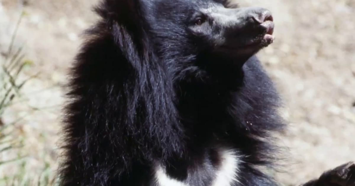 'Moon bears' rescued after years of torture, used for bile farming