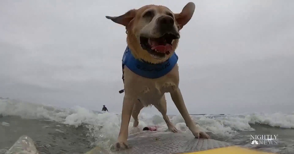 World Dog Surfing Championship makes a big splash in California