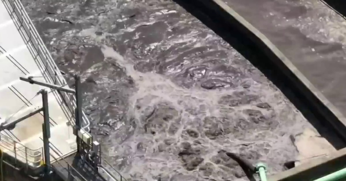 Polio re-emerges in New York City's wastewater