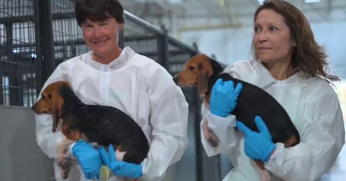 Inside the rescue operation of 4,000 beagles from medical facility