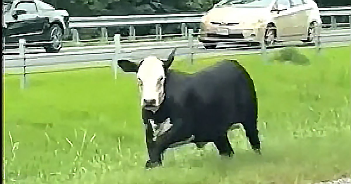 Caught on camera: Police chase cow running along Alabama highway