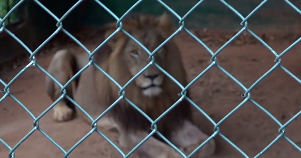 Man mauled to death by lion after climbing into zoo enclosure