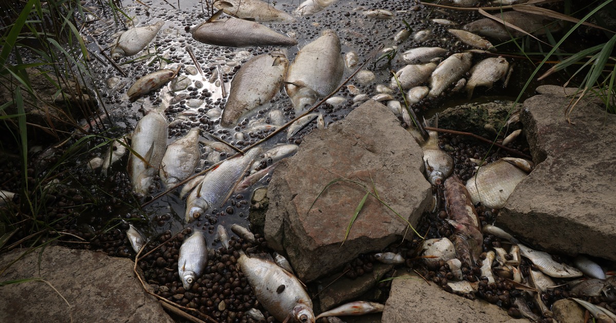 10 tons of dead fish found in Polish-German river