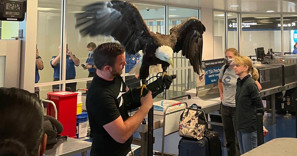 Clark the bald eagle goes through airport security at Charlotte