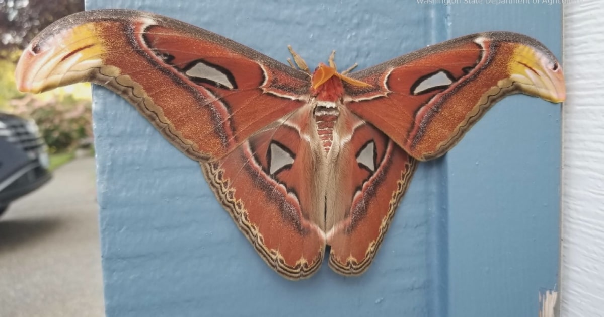 World's largest moth species found in Washington state
