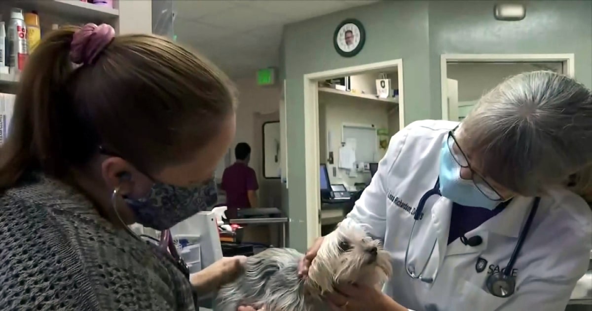 Mystery virus kills 20 dogs, sickens dozens more in Michigan