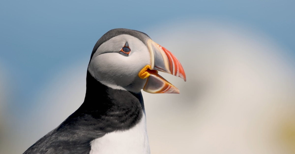 How the adorable Atlantic puffin came back from near extinction (Part 2)