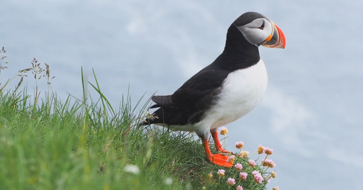 How the adorable Atlantic puffin came back from near extinction (Part 1)