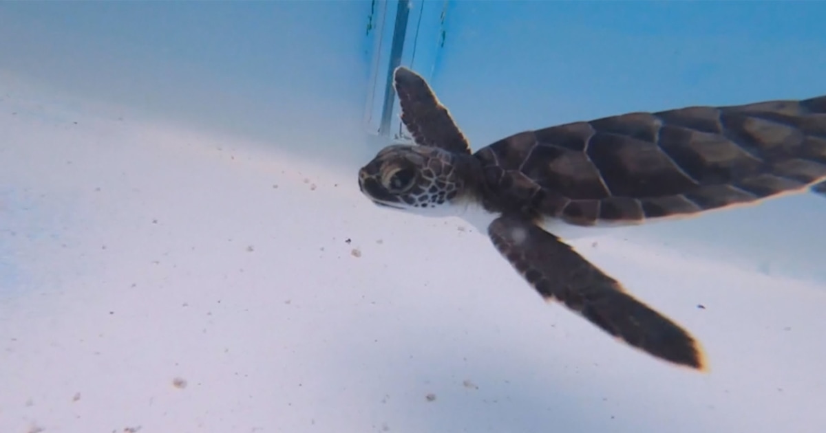 Florida Keys family rescues baby turtle from Hurricane Ian debris