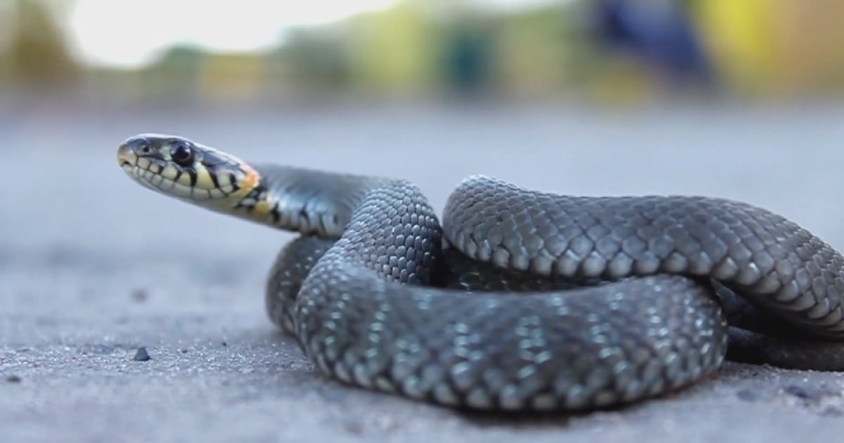 Snake migration shuts down traffic on Illinois road