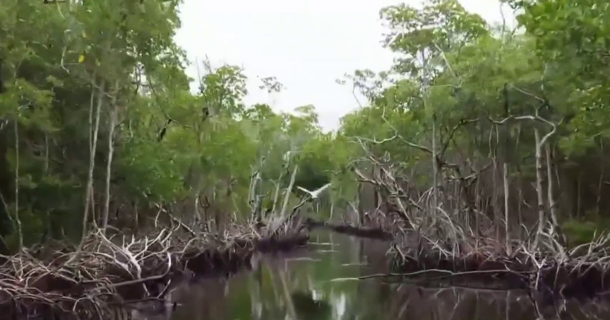 How Florida's mangroves help fight climate change, extreme weather