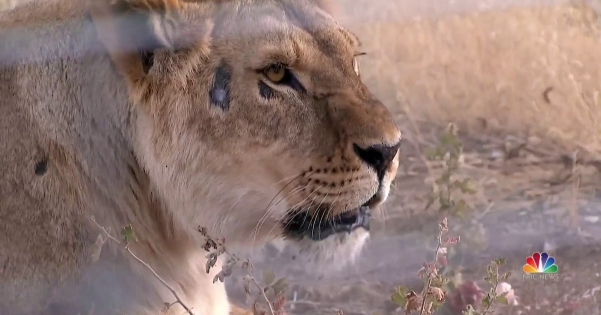 Lions rescued from Ukrainian war zone arrive at new Colorado home