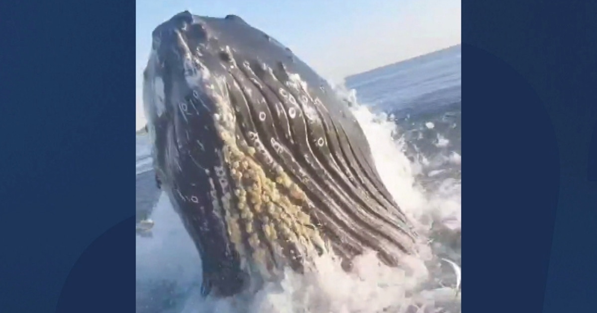 Watch: Whale surprises fishermen off New Jersey shore Watch: Whale surprises fishermen off New Jersey shore