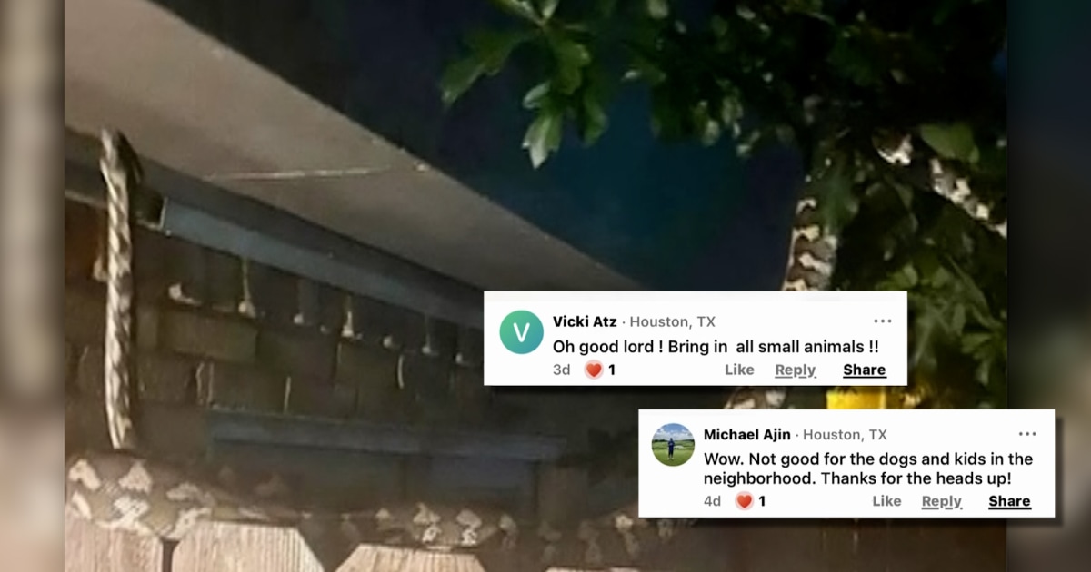 Community Concerned As Missing Python Roams Houston Area 