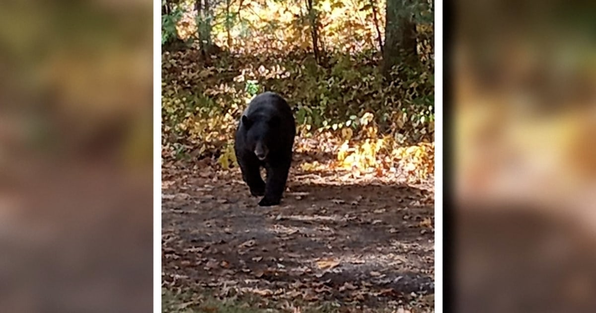 Neighbor helps rescue Connecticut boy from bear attack