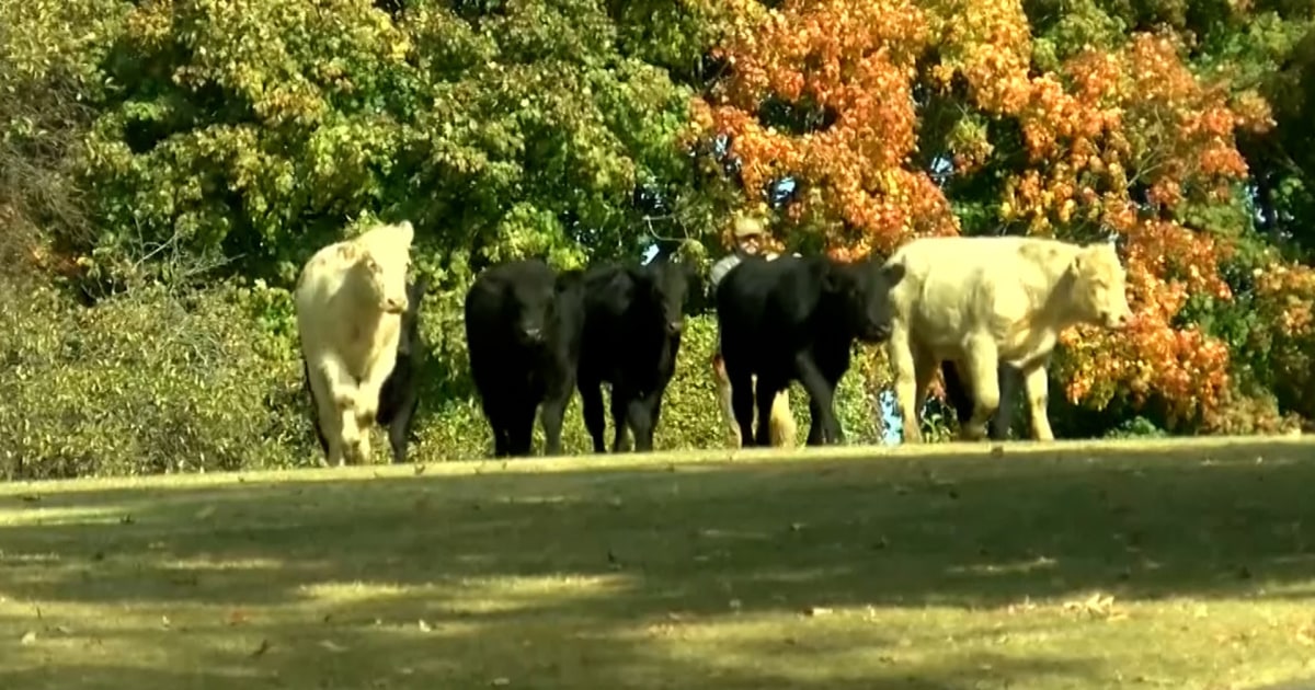 Cows corralled after escaping semi-truck crash in Kentucky