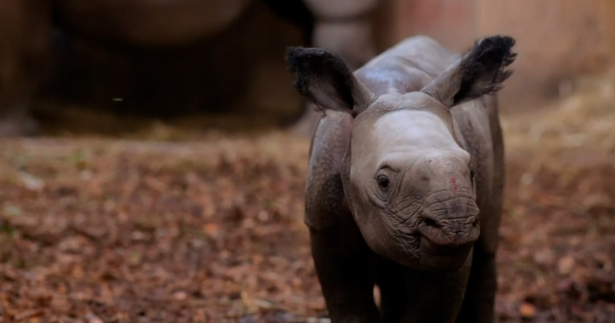Rare one-horned rhino born in the U.K.