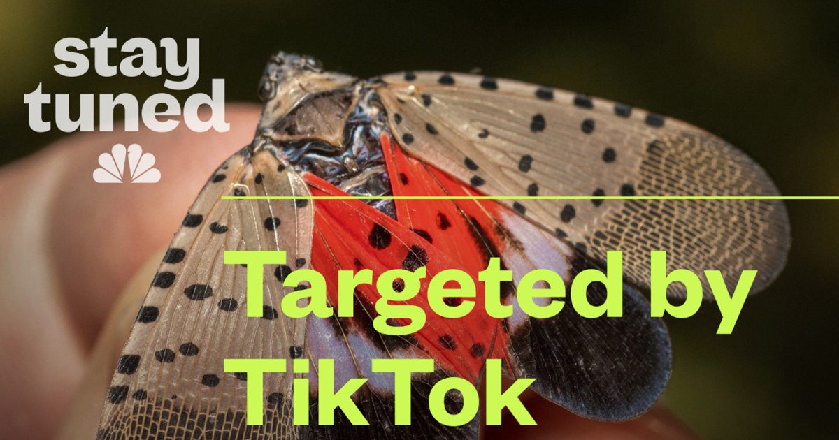 TikTok's revenge on the Spotted Lanternfly. Is it actually working?