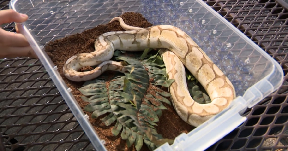 Python in Houston stops armed robbery attempt