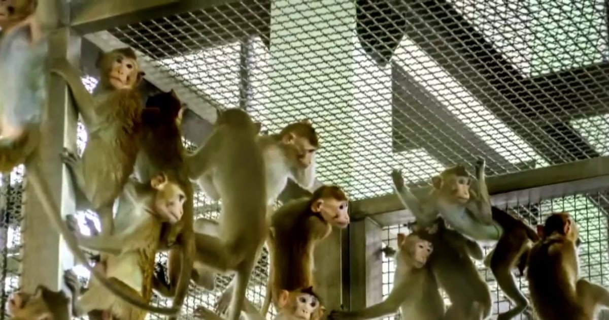 International monkey trade exploded due to Covid vaccine development