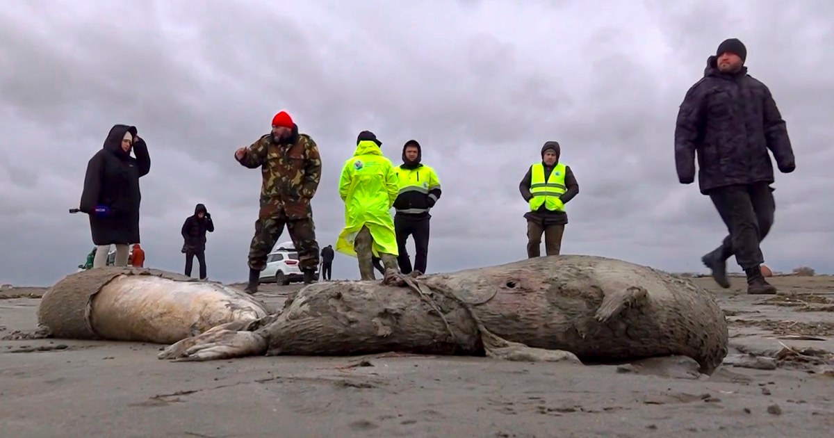 Thousands of dead seals found on Russia's Caspian Sea coast