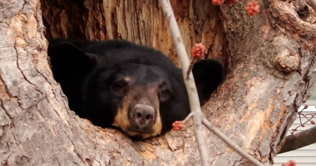 Bear finds home in tree of Connecticut backyard