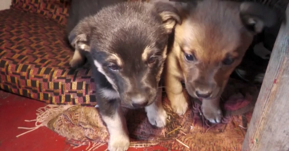 Ukrainian soldiers care for puppies rescued from front line