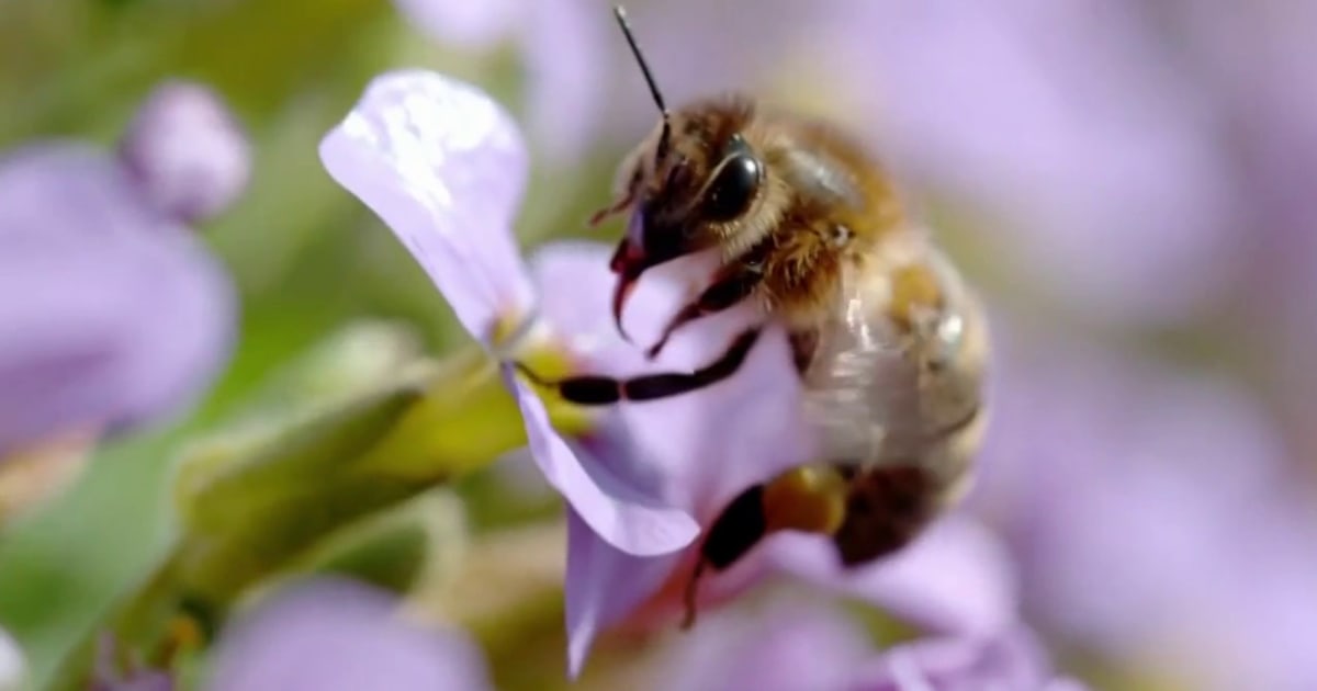 First honeybee vaccine approved in U.S.