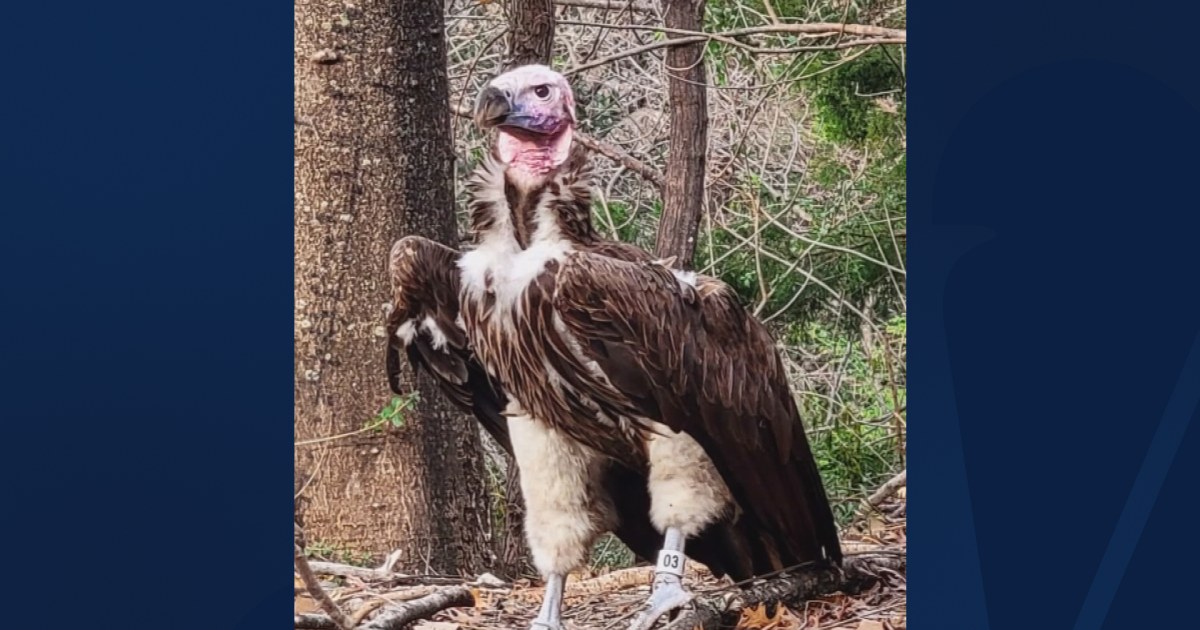 Dallas Zoo offers reward in 'suspicious death' of vulture