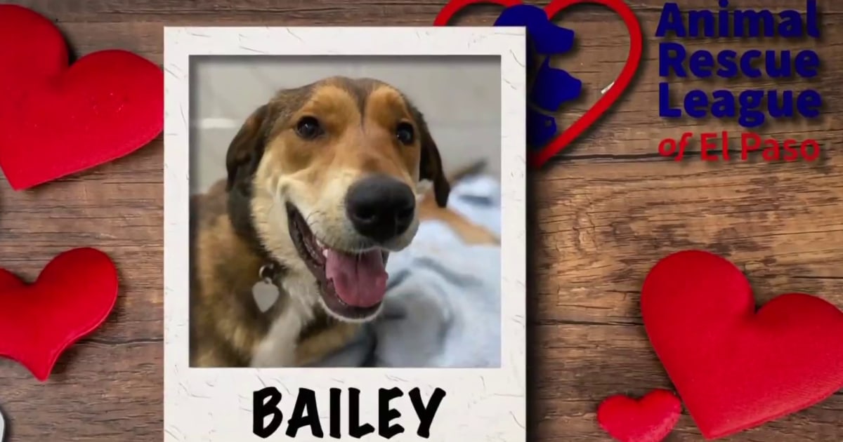 Dog journeys 10 miles back to Texas shelter