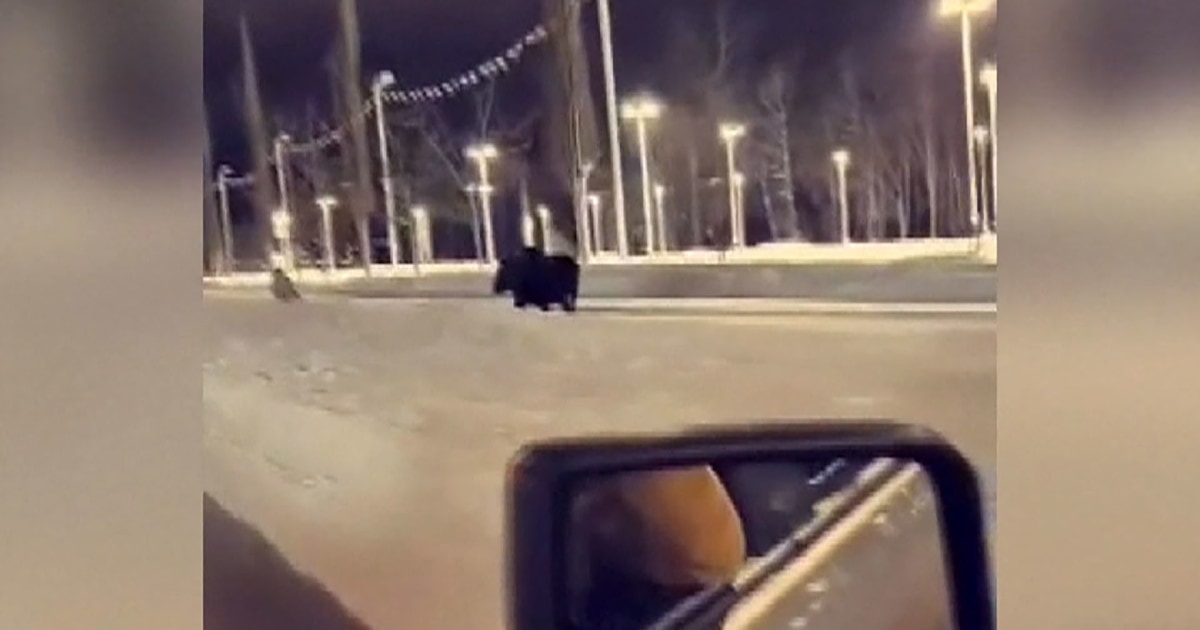 Moose charges into woman on Alaskan sidewalk