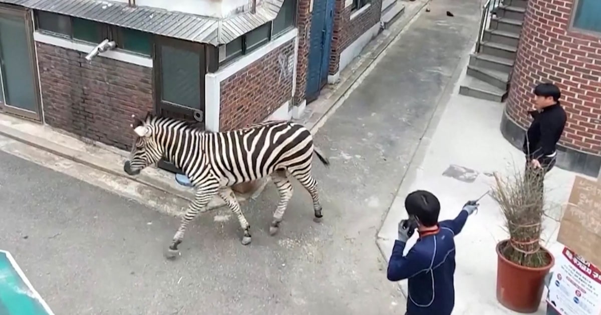 Runaway zebra caught on camera roaming streets of Seoul