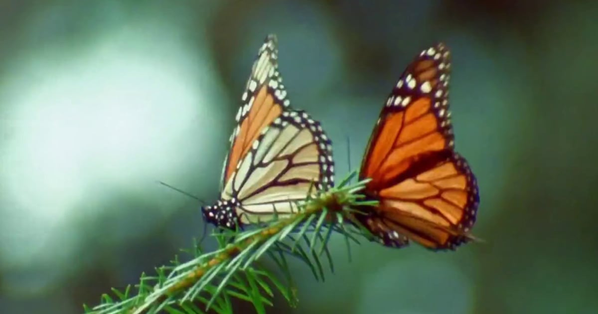 New efforts underway to protect dwindling monarch butterfly population