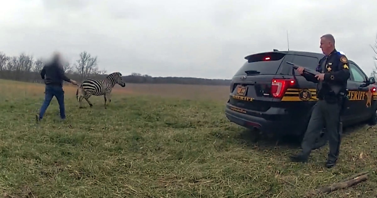 Ohio man hospitalized following zebra attack
