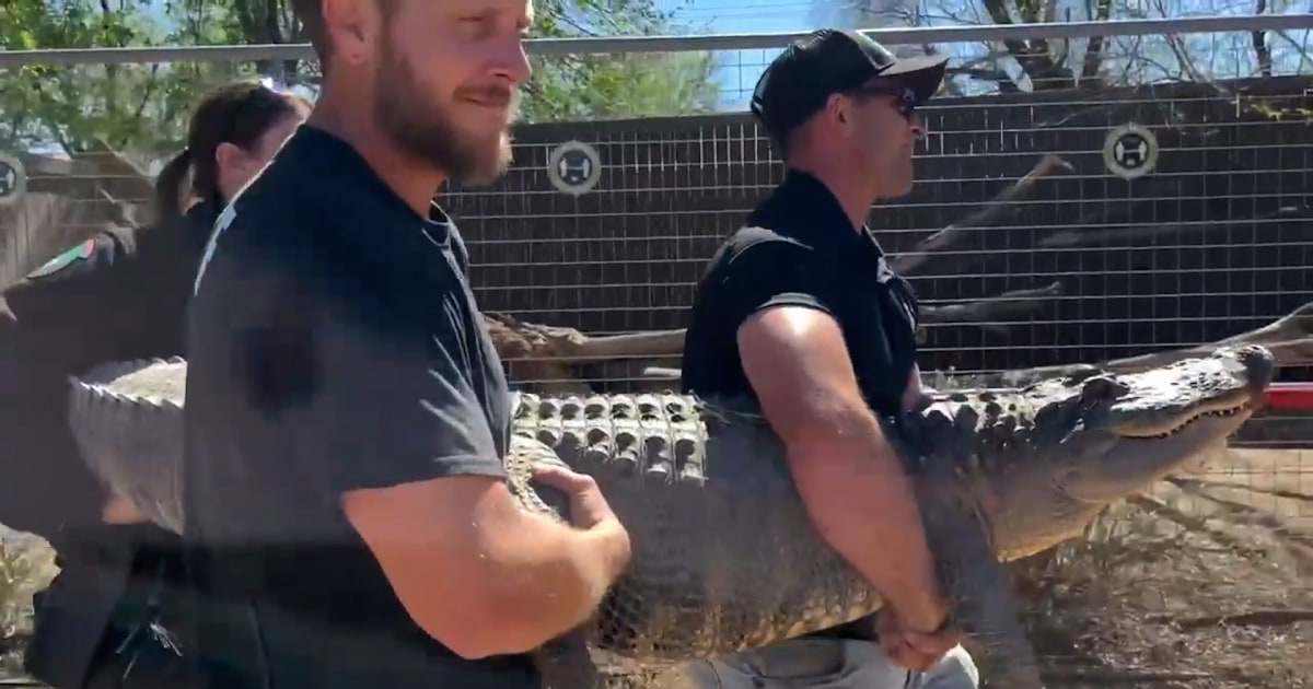 Alligator stolen from Texas zoo returned 20 years later