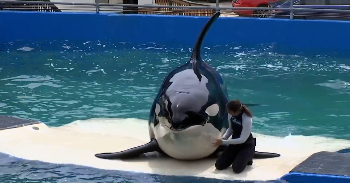 Lolita the orca to return to home waters after 50 years in captivity