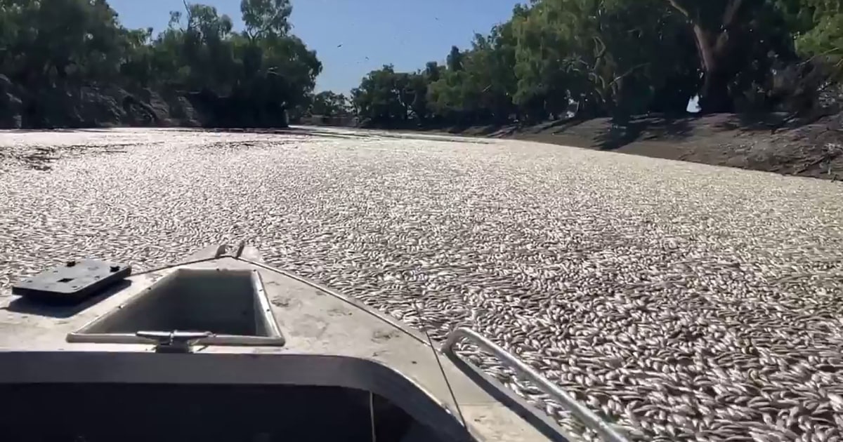 Millions of dead fish clog Darling River in Australia