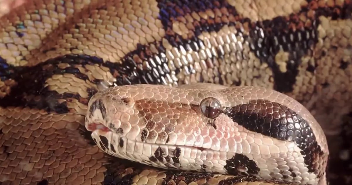 Video shows Florida wildlife officers mistakenly killing legally-owned ...