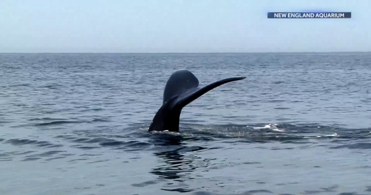 How climate change is putting endangered North Atlantic right whales at ...