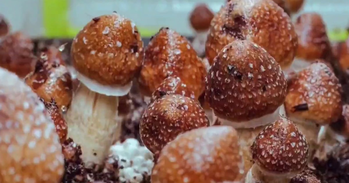 Some moms practice micro-dosing mushrooms for anxiety and depression