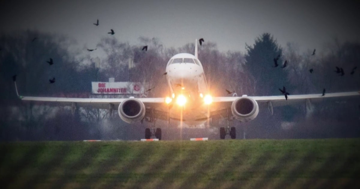 Plane engine catches on fire after striking flock of geese