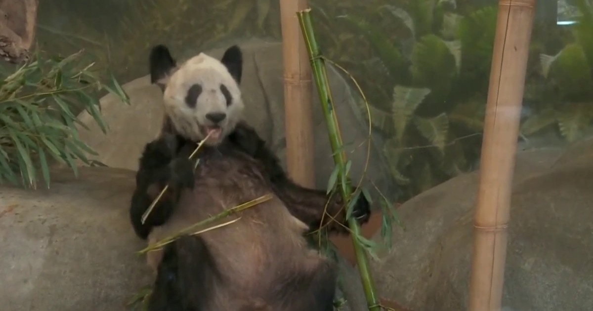 Ya Ya the panda returns to China after 20 years in U.S.