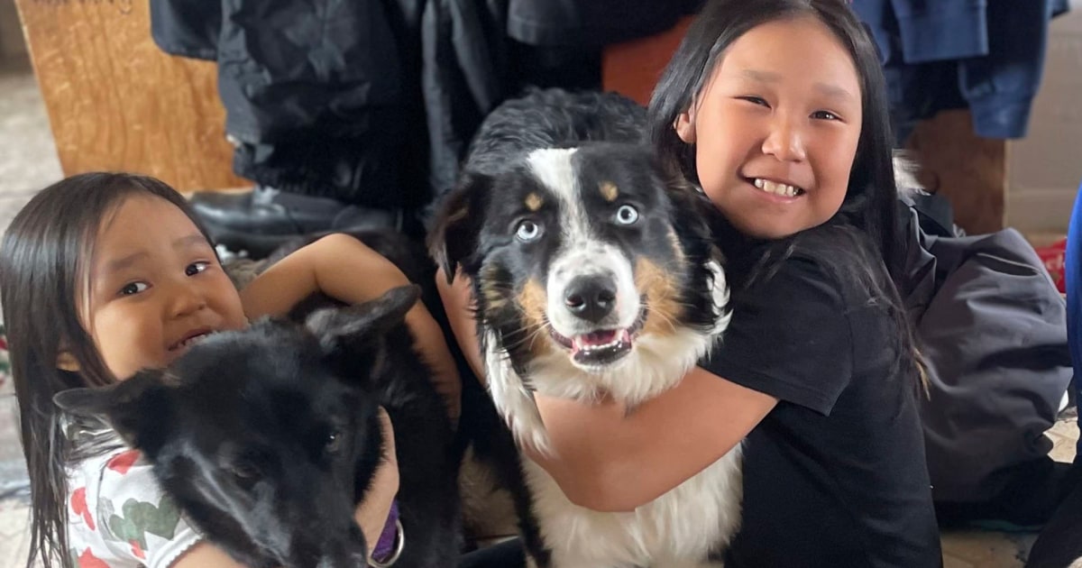 Nanuq the Australian shepherd reunited with owners after Alaska trek