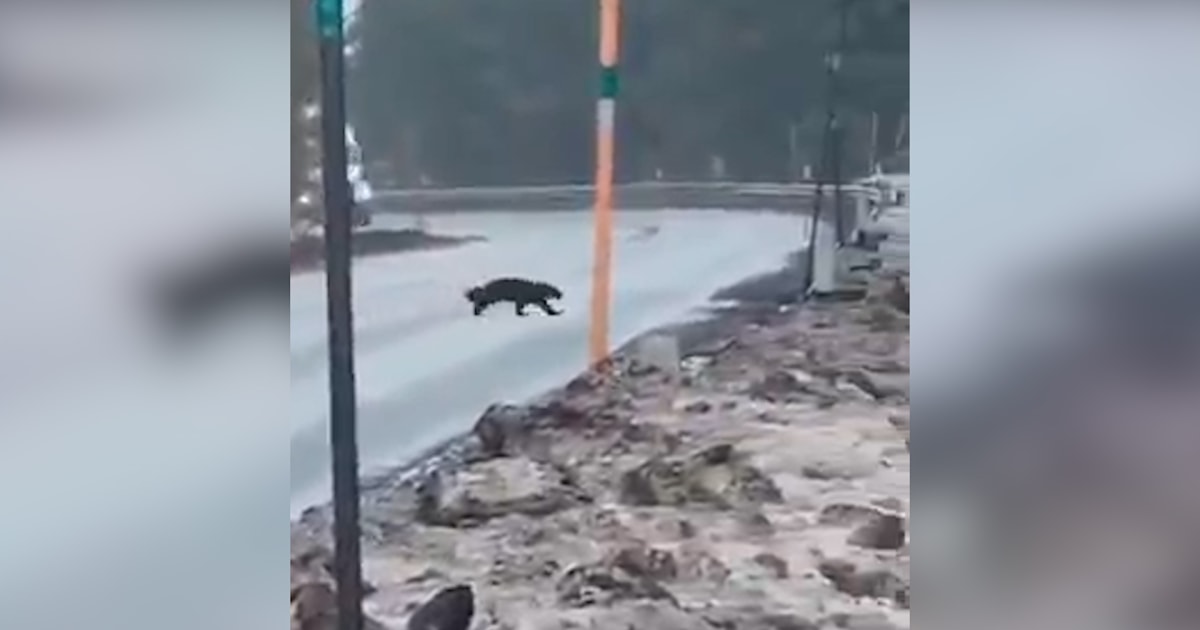 Rare wolverine caught on camera in Oregon