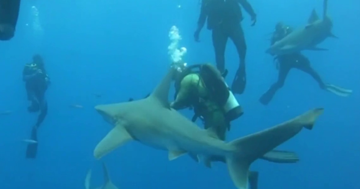 Two people hospitalized after east coast shark attacks